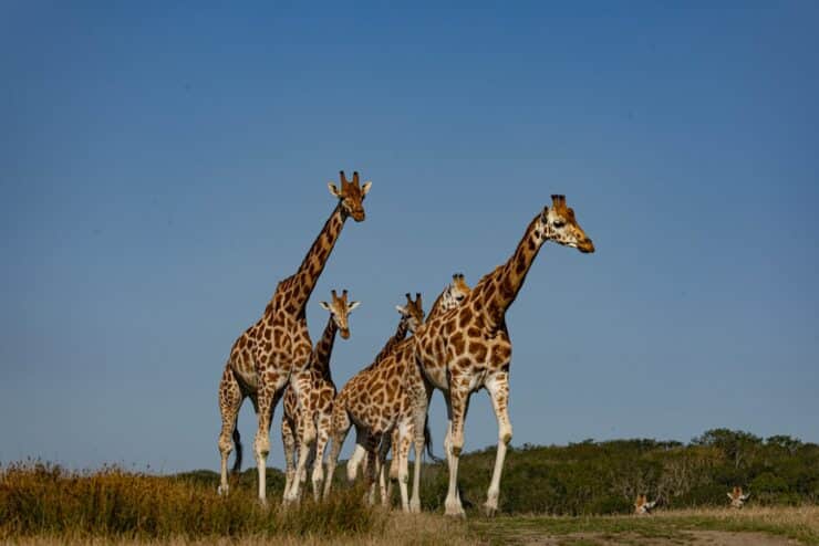 Port Lympne Safari Park 2026: Explore Wildlife Wonders