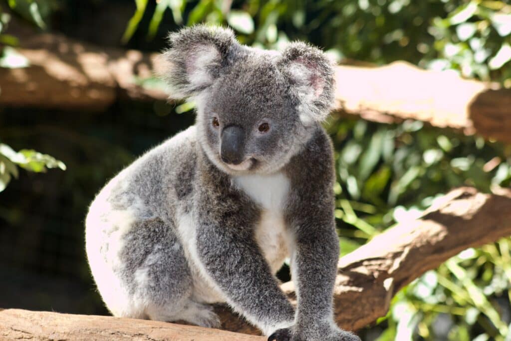 Unforgettable Zoo Experience Days: Hands-On Adventures for Families ...