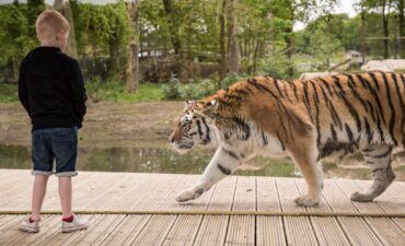 Safari Parks in the UK: Incredible Family-Friendly Wildlife Experiences ...