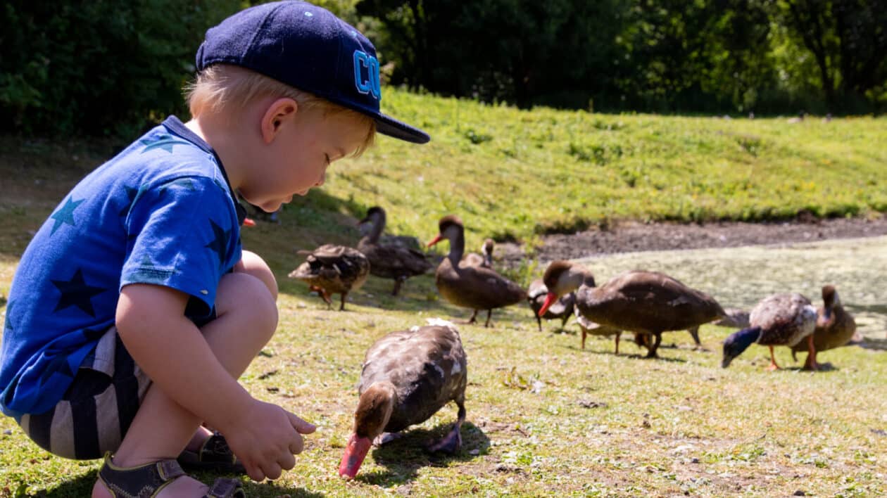 Animal Experiences Near Me | Top Things To Do | DOWTK