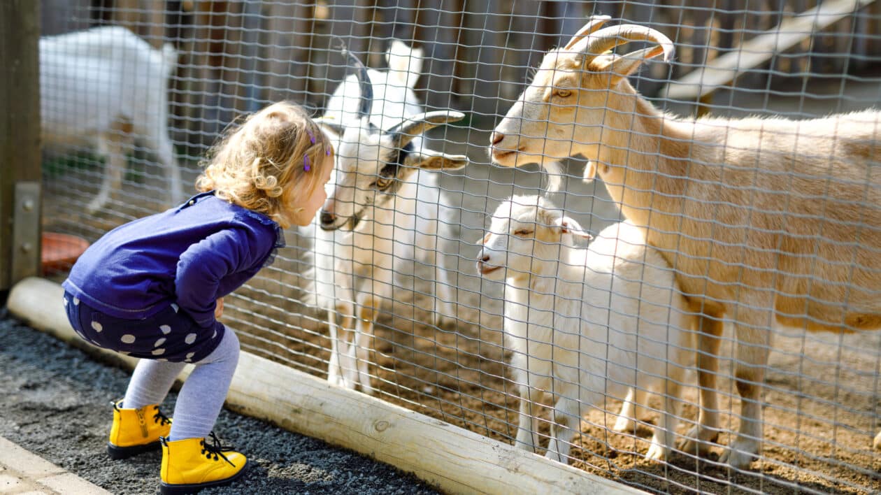 Funfairs Near Me | Top Things To Do | DOWTK