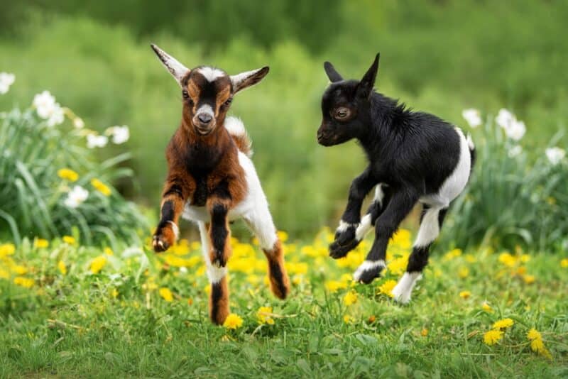 Animal Experiences Near Me | Top Things To Do | DOWTK