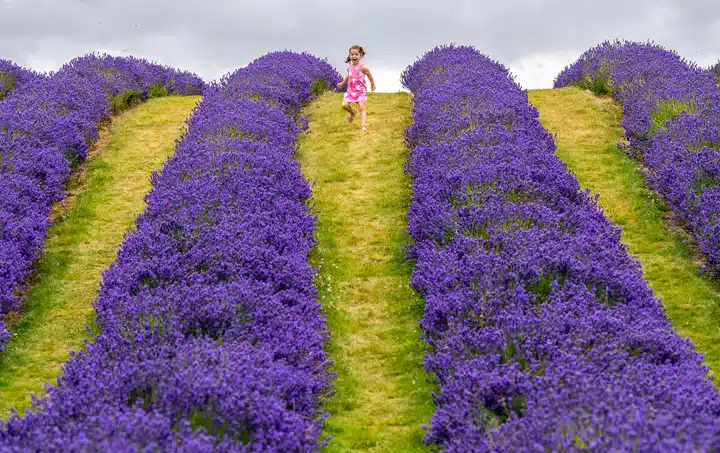 lavender fields derbyshire