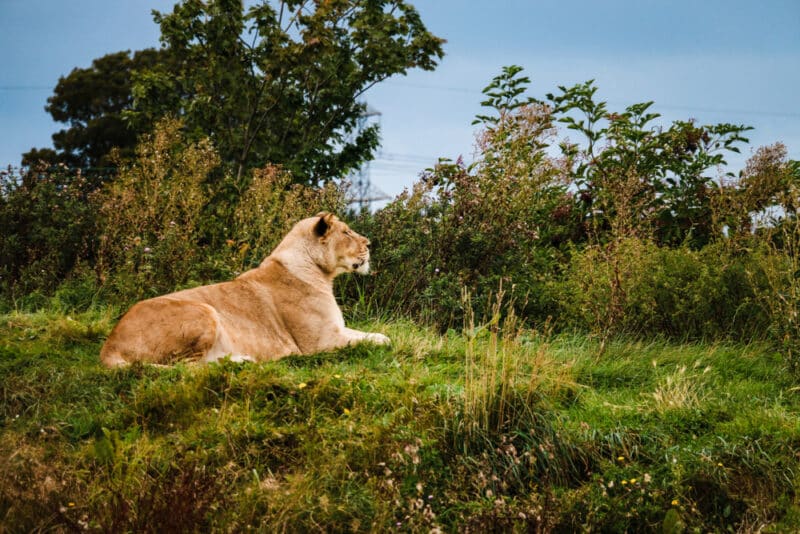 Yorkshire Wildlife Park Review | Top Things To Do | DOWTK