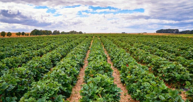 Where To Go Strawberry Picking In Manchester | DOWTK