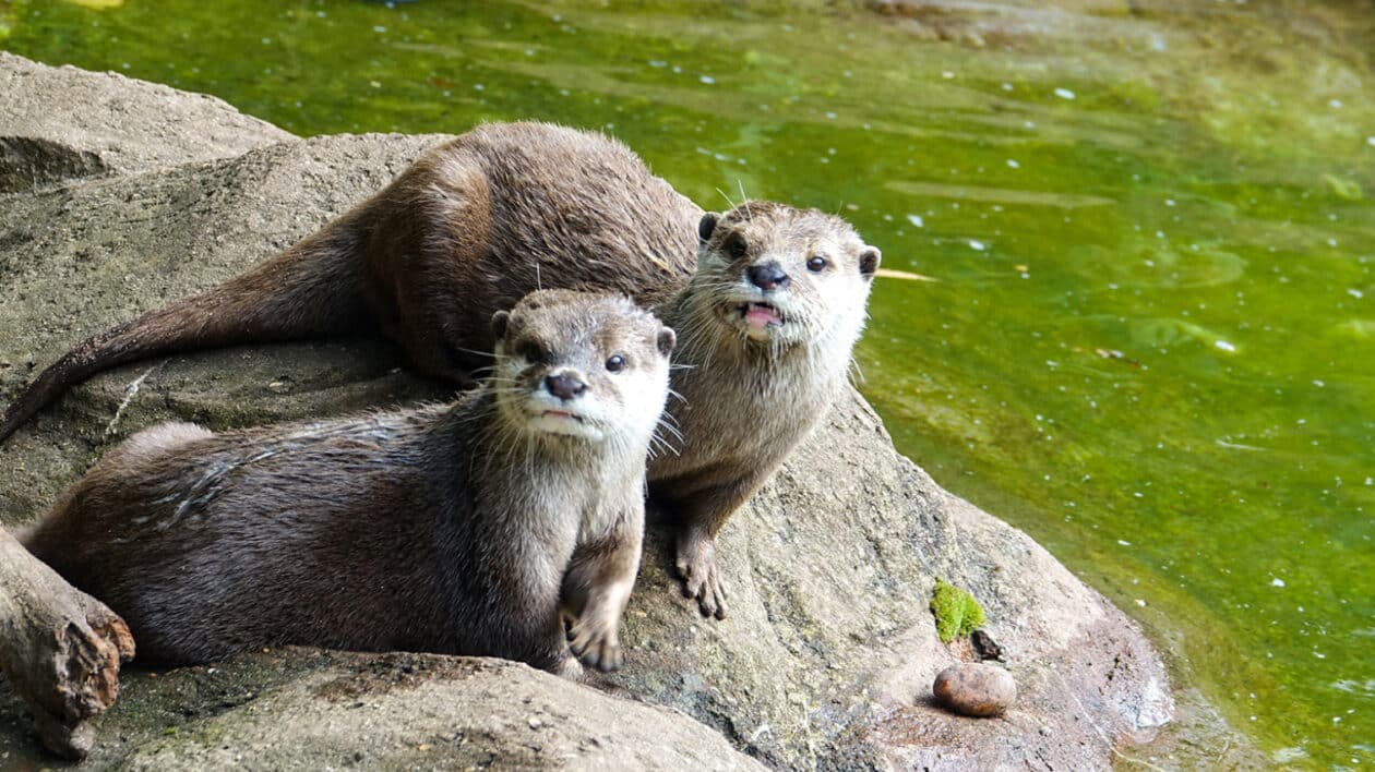 Zoo Nights at London Zoo | Day Out With The Kids
