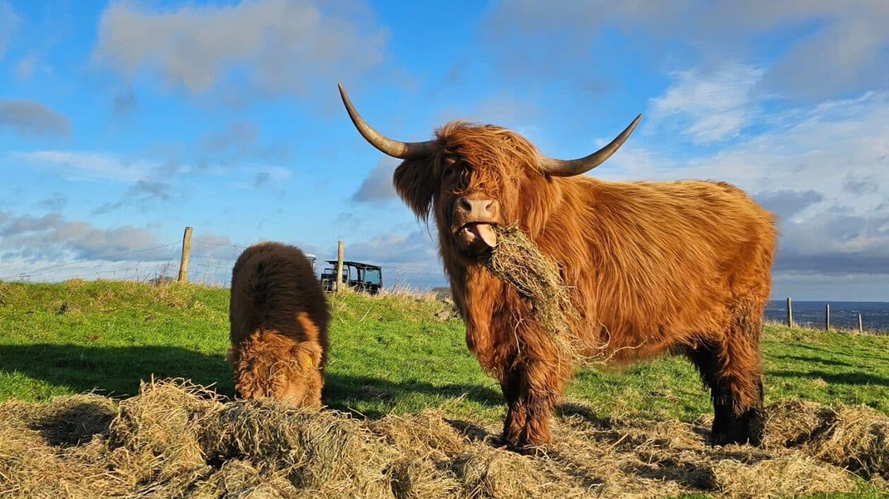 The Best Highland Cow Experiences in the UK | Top Things To Do