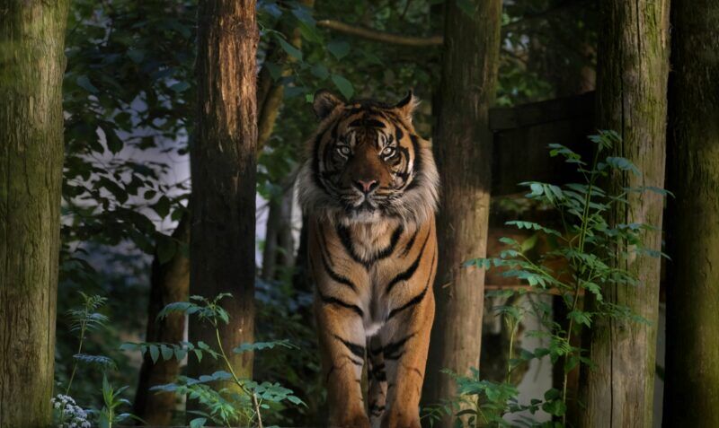 Dudley Zoo & Castle Big Cats: Meet the Majestic Felines in 2026