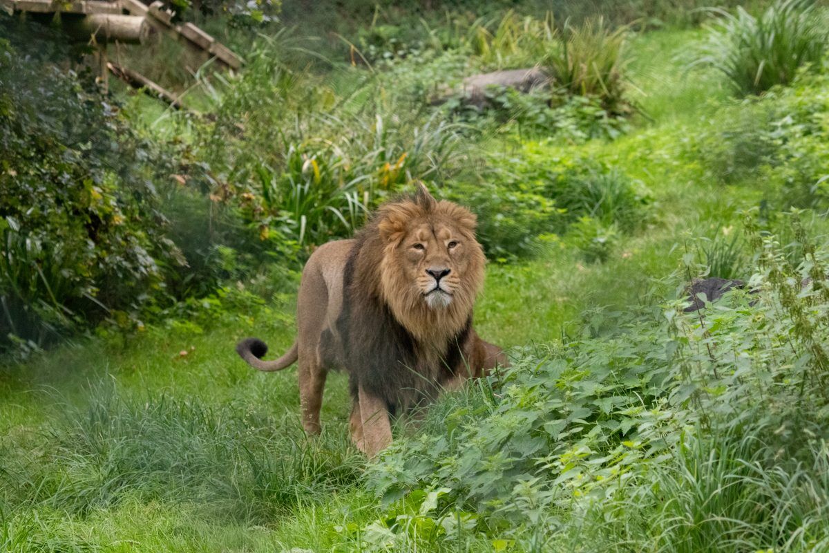 Dudley Zoo & Castle Big Cats: Meet the Majestic Felines in 2026