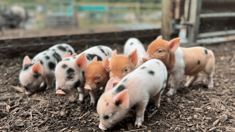 Mini Pig Petting at Kew Little Pigs Farm