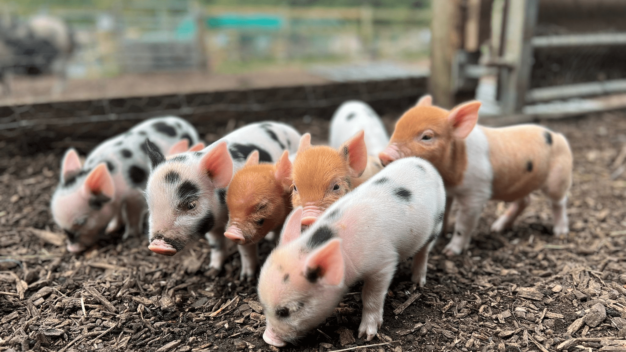Mini Pig Petting at Kew Little Pigs Farm