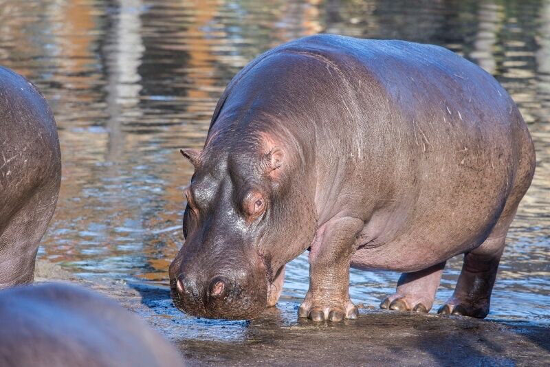 West Midlands Safari Park Hippos: Everything You Need to Know in 2026