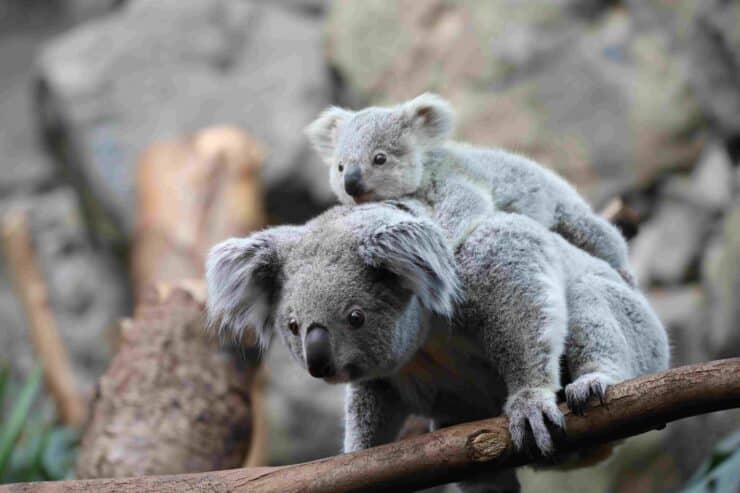 Edinburgh Zoo Koalas: The Ultimate Wildlife Encounter
