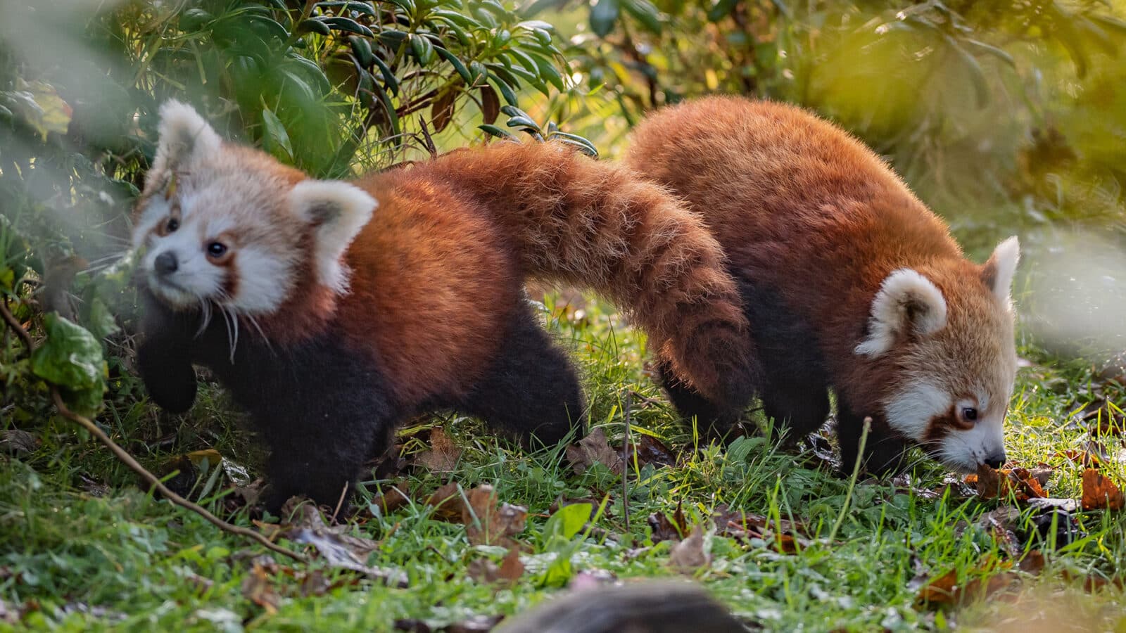 Chester Zoo's Red Panda: Meet Akashi and Find Out Why She Could Save a ...