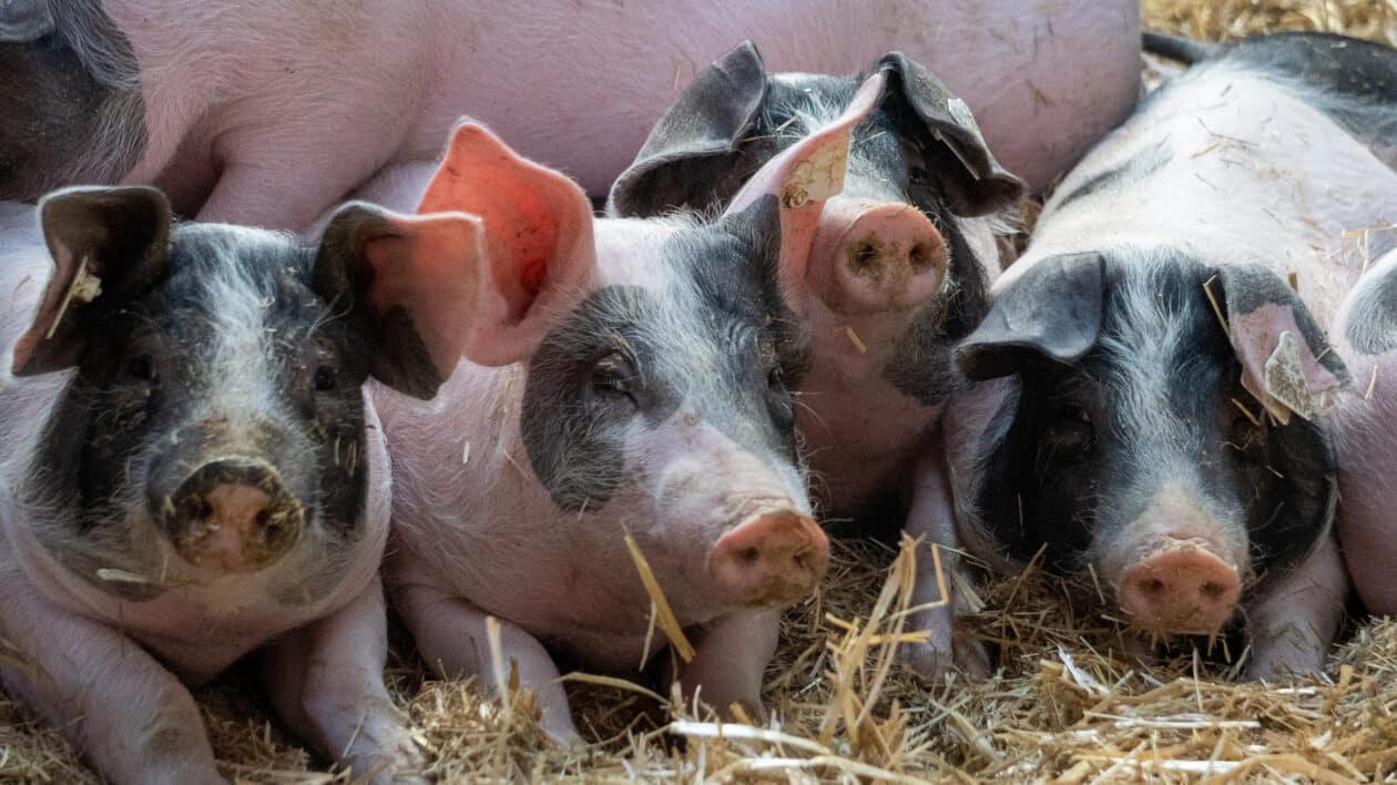 Pig Farm Near Me | Top Things To Do | DOWTK