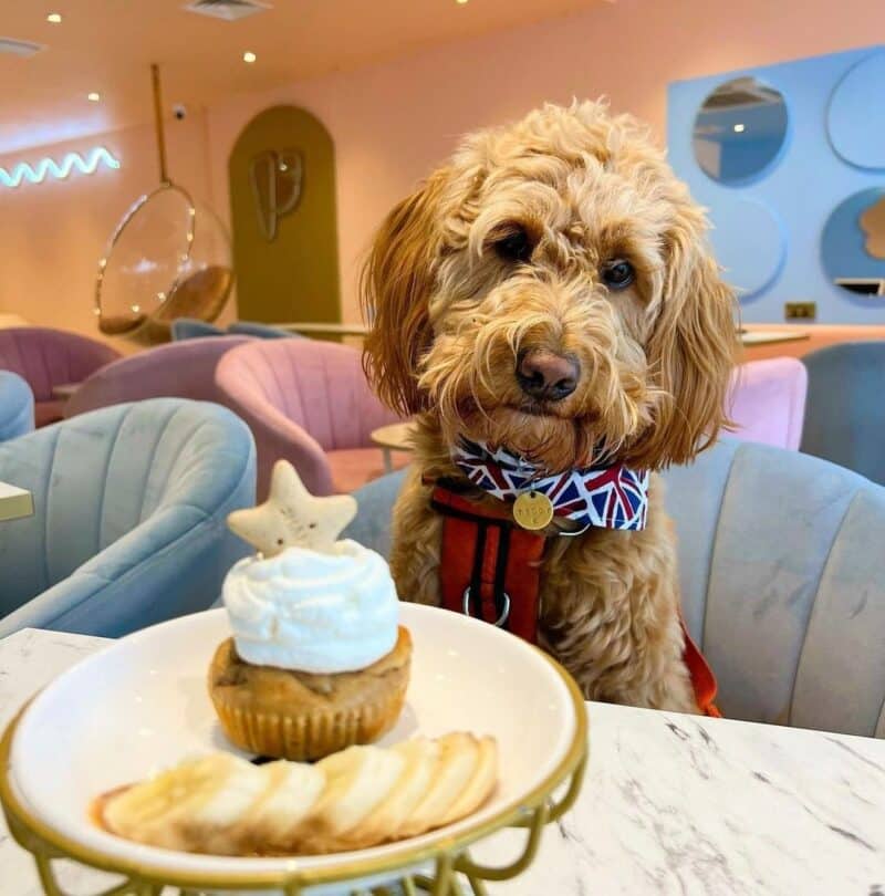 Pawsitive Cafe: Everything You Need To Know... | Day Out With The Kids